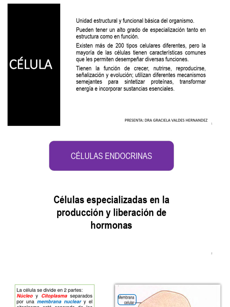 C-Lula | PDF