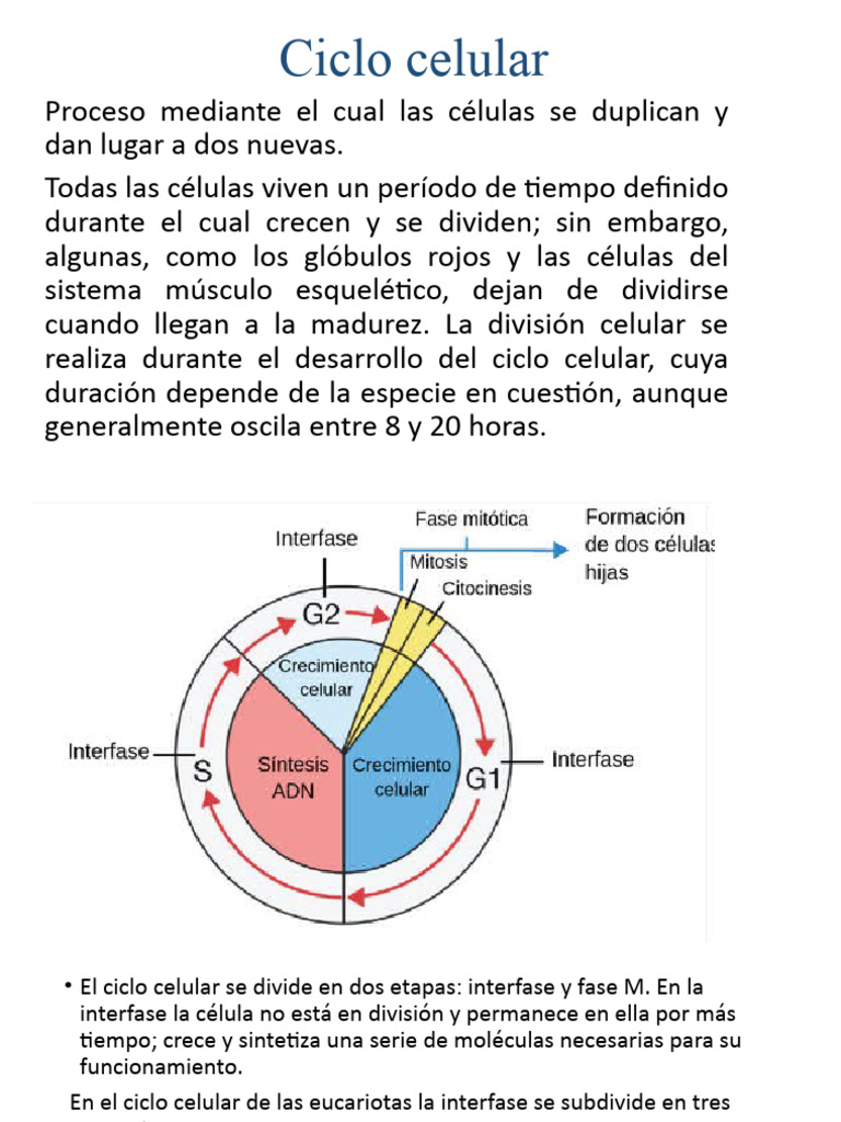 Ciclo Celular | PDF | Ciencia y matemáticas