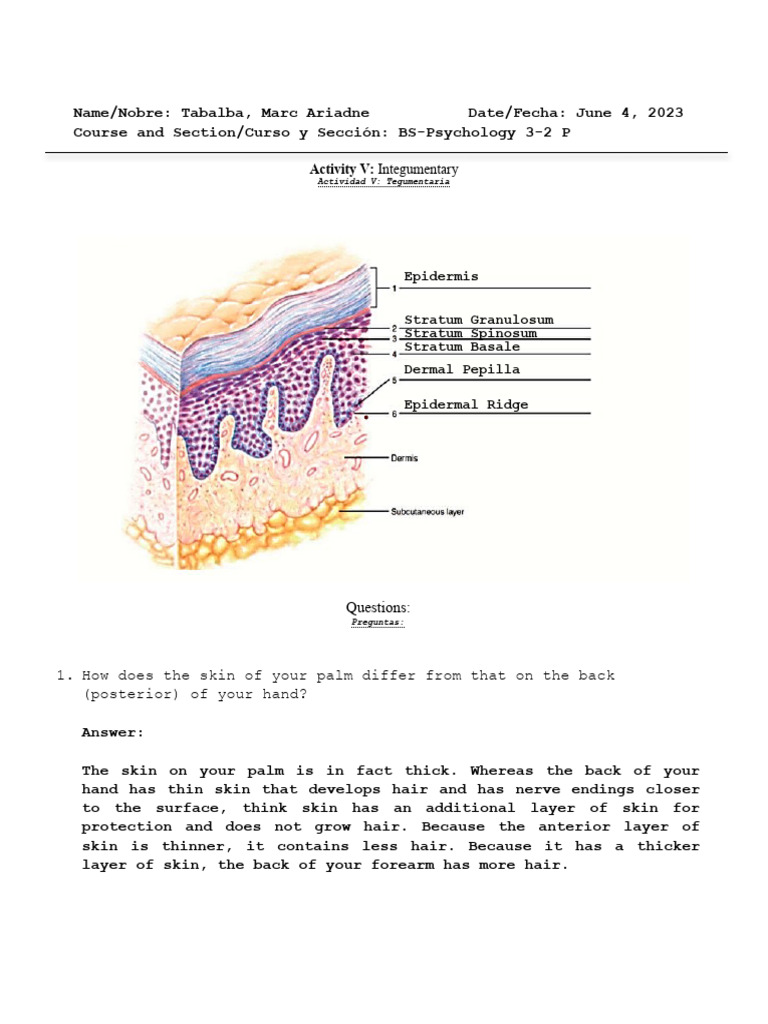 Activity. Integumentary | PDF | Skin | Epidermis