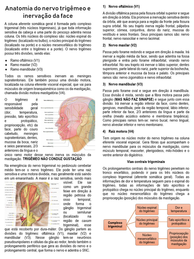 Anatomia Do Nervo Trigêmeo e Inervação Da Face | PDF | Nervo | Cabeça e ...