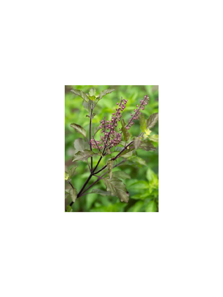 Holy Basil - Description, Uses, & Facts - Britannica | PDF Holy Basil - Description, Uses, & Facts - Britannica | PDF