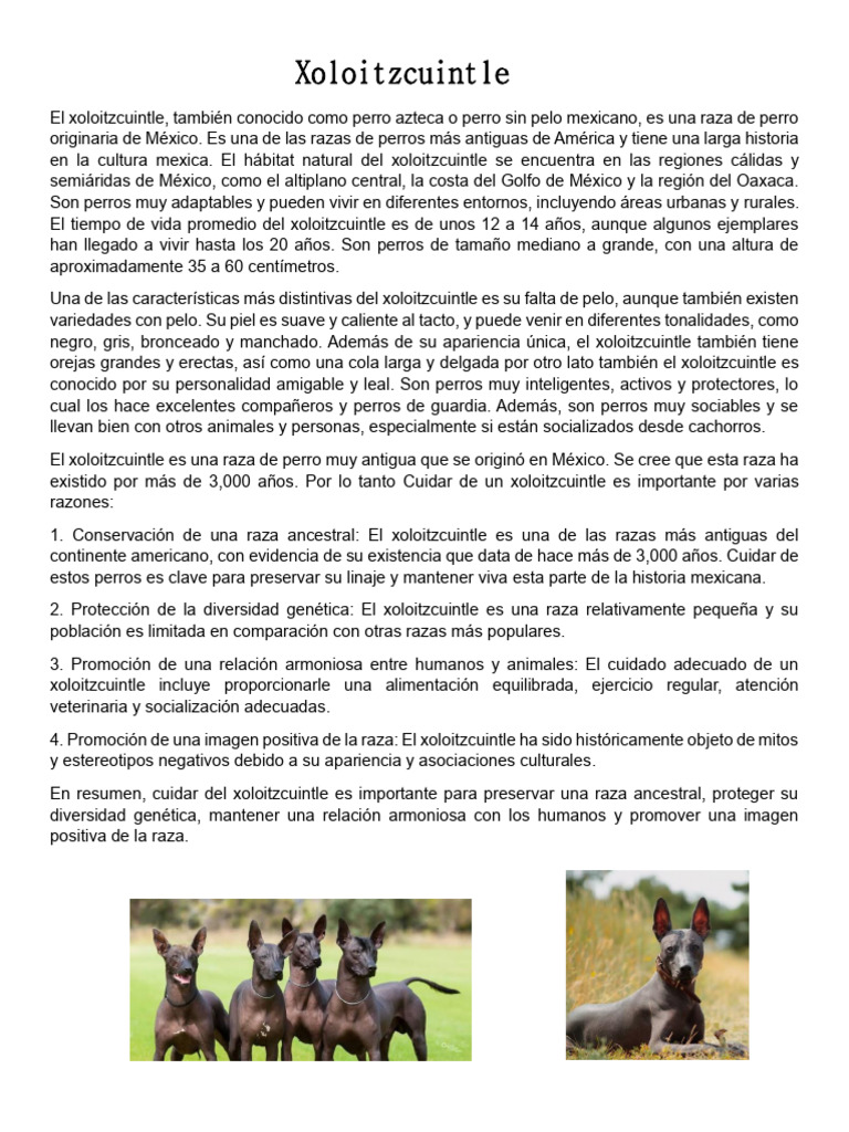 Xoloitzcuintle | PDF | México | Cría de animales