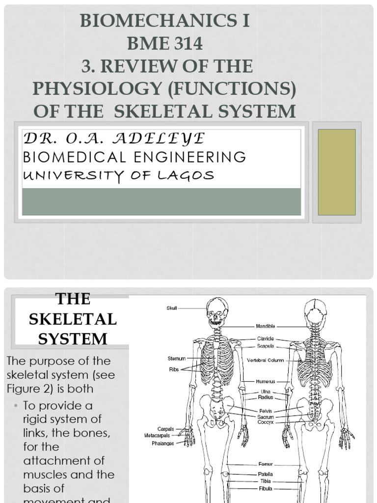 Note 3 - The Skeletal System & Conservation of Energy | PDF | Bone | Skeleton