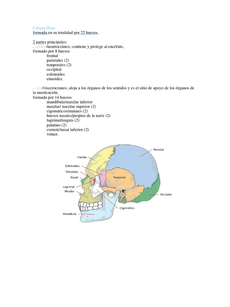 Cabeza Ósea | PDF