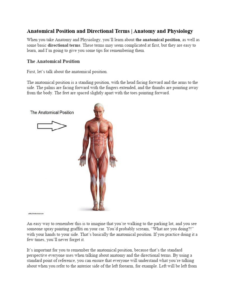 Anatomical Position and Directional Terms | PDF