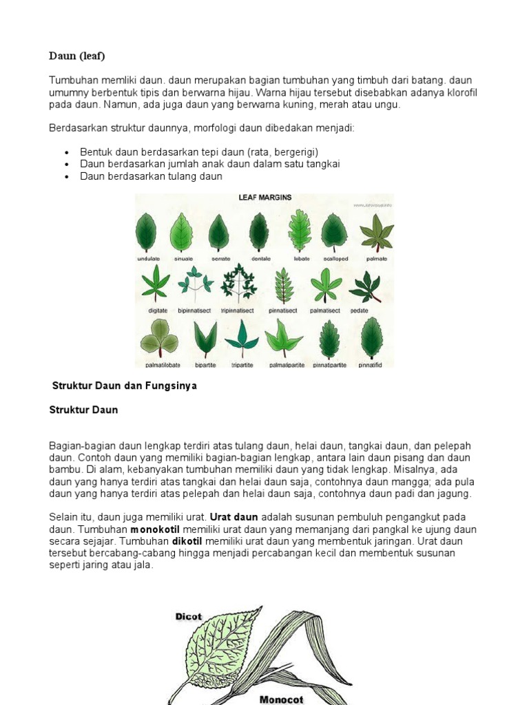 Morfologi dan Struktur Daun Lengkap | PDF