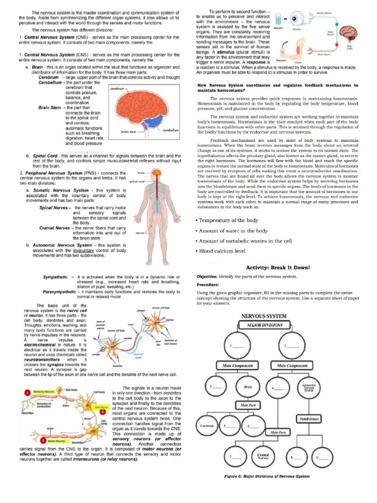 Nervous System Handouts | PDF