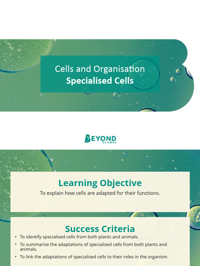 Cells and Organisation L4 Specialised Cells PowerPoint | PDF | Cell ...