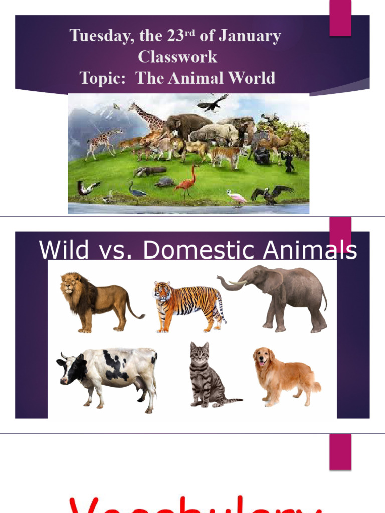 Animal World: Classwork & Questions | PDF | Language Arts & Discipline ...