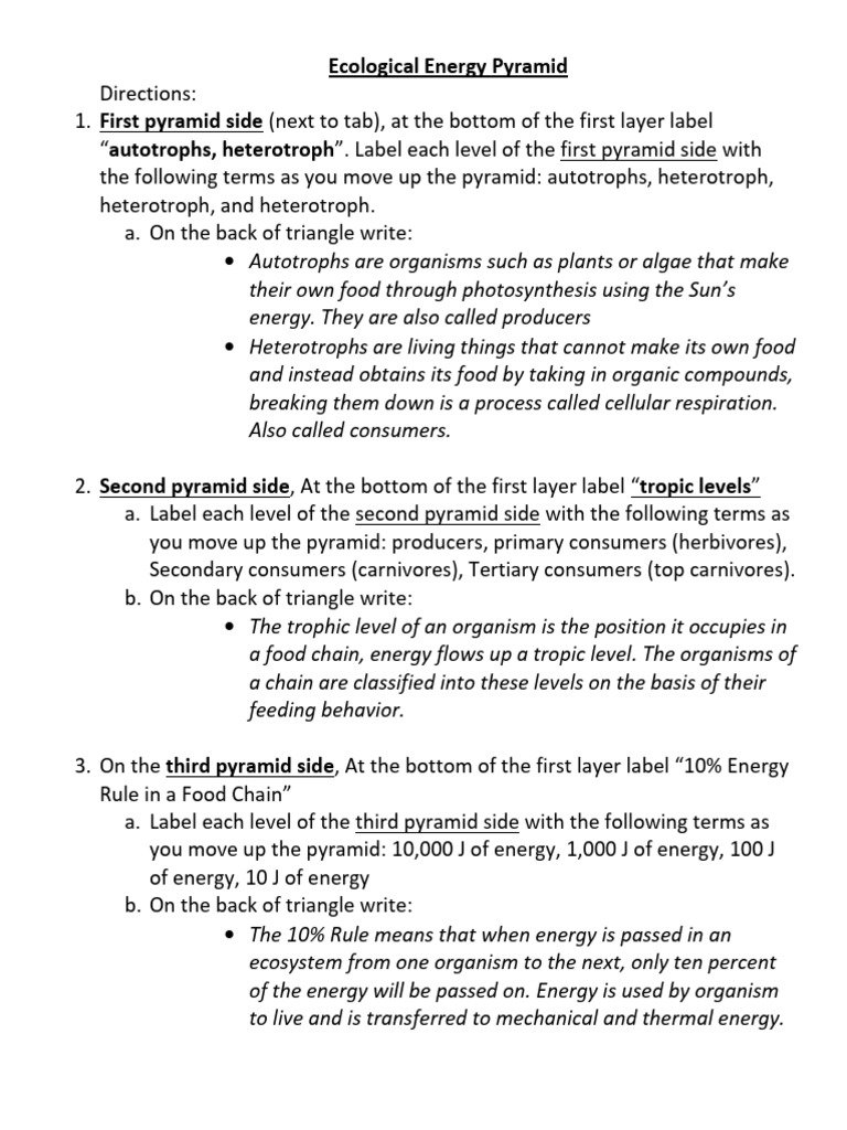 Energy Pyramid and Trophic Levels Guide | PDF