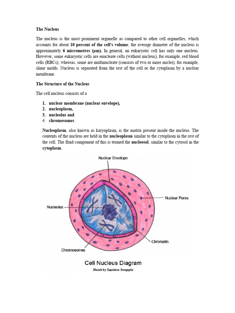 Cell Nucleus and Ribosome Guide | PDF | Ribosome | Cell Nucleus