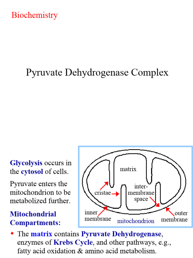 Pyruvate Dehydrogenase Complex: Biochemistry | PDF