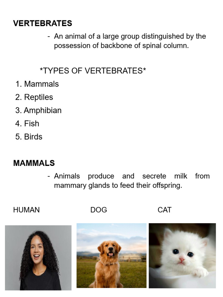 VERTEBRATE | PDF