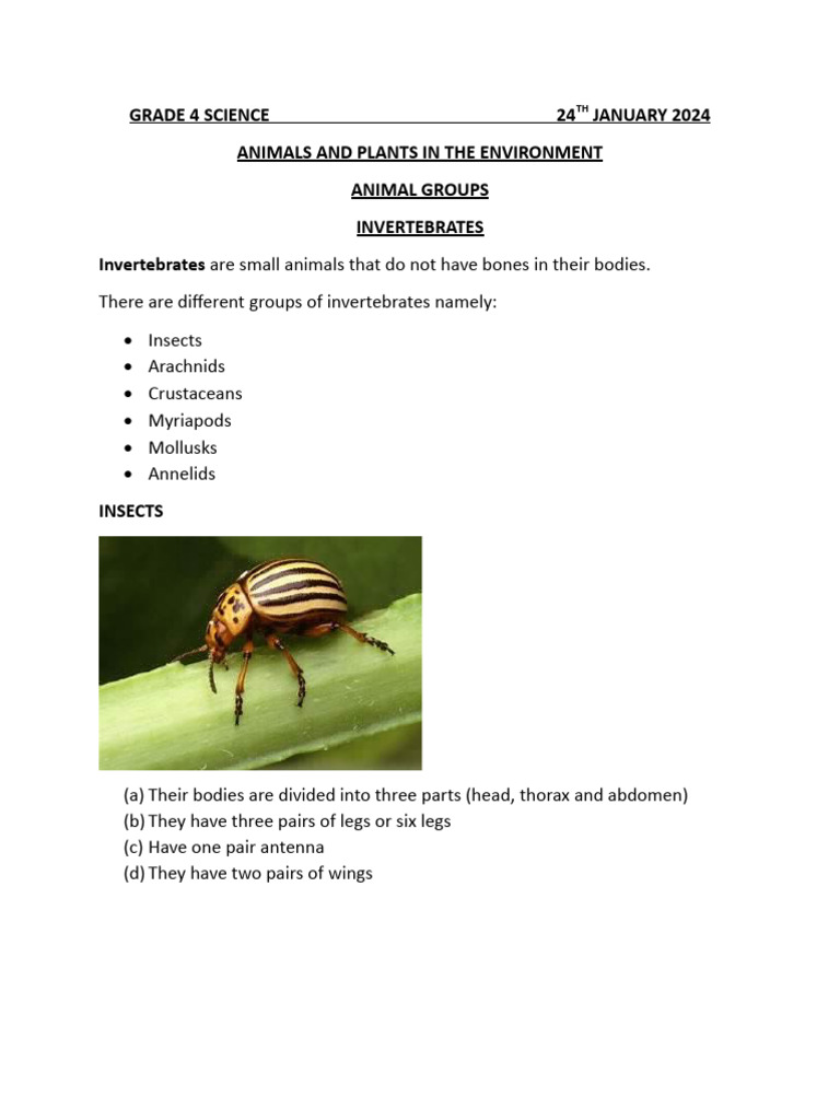 Grade 4 Science Notes and Work | PDF | Plants | Invertebrate