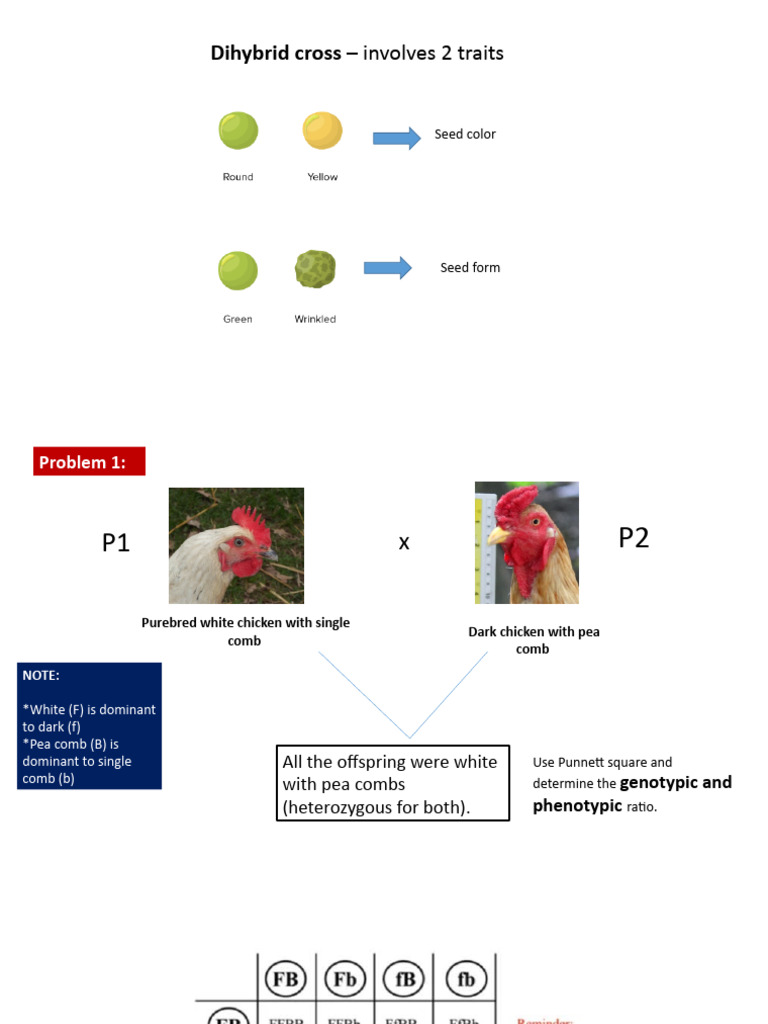 Dihybrid Cross and Chi Square | PDF | Genetics | Statistics