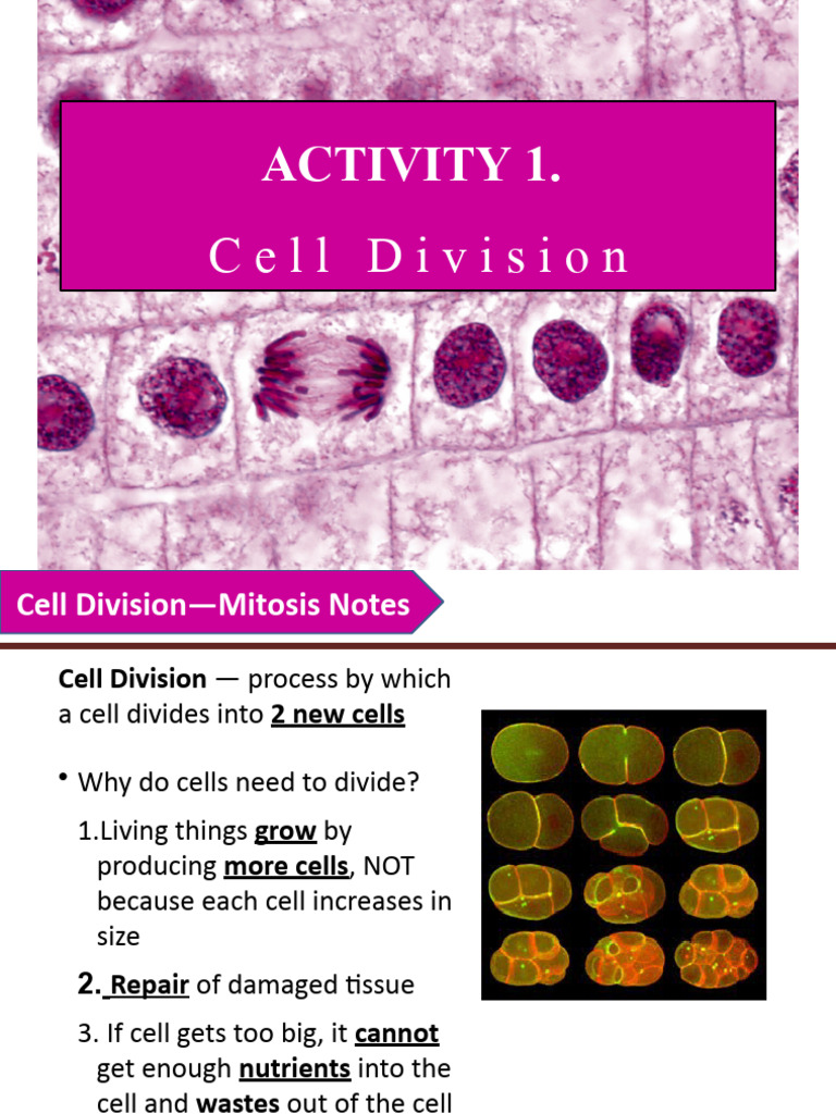 Activity 2 Cell Division | PDF | Meiosis | Mitosis