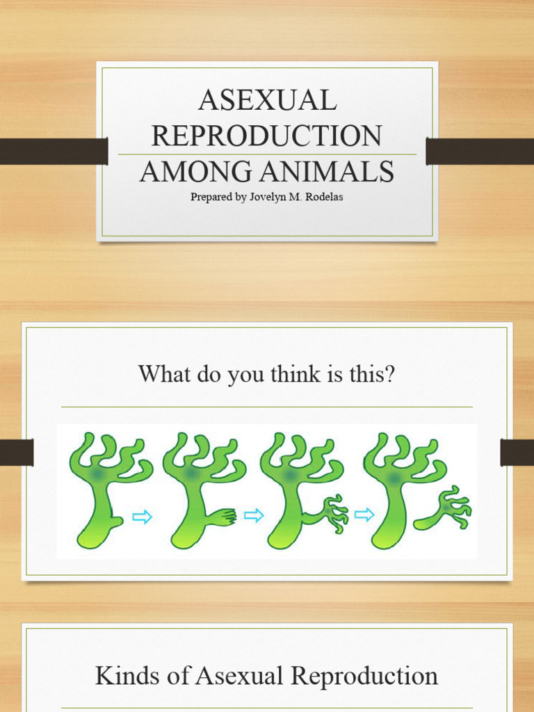 Asexual Reproduction Among Animals | PDF