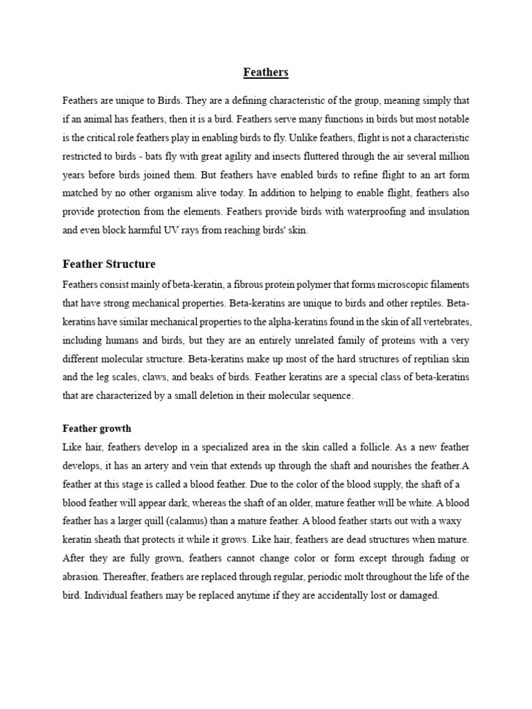 Bird Feather Anatomy Explained | PDF