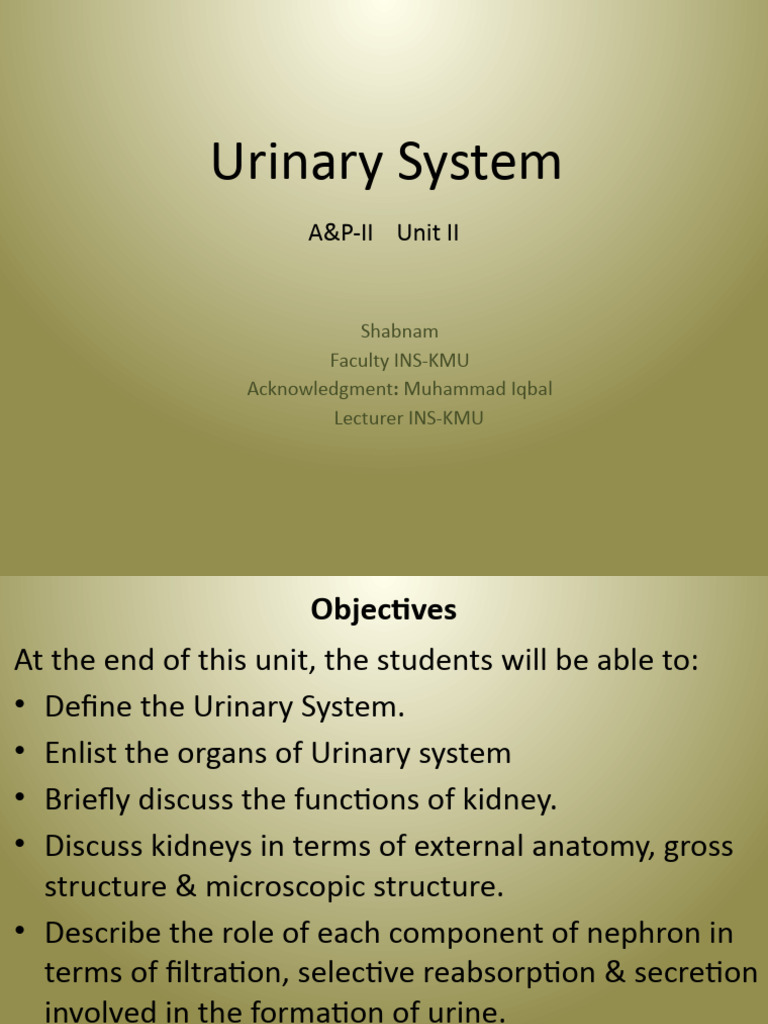 Unit 2 Urinary System, Educational Platform | PDF | Kidney | Urination