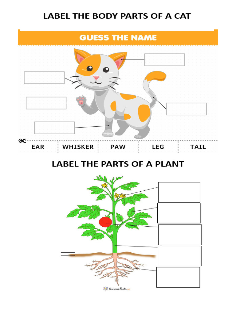 Label The Parts | PDF