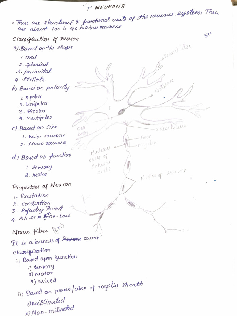 Neuron | Download Free PDF | Neuroanatomy | Tissue (Biology)