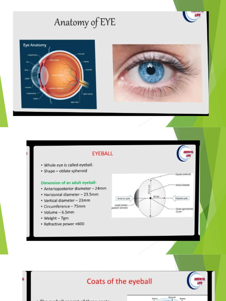 Anatomy of Eye | PDF