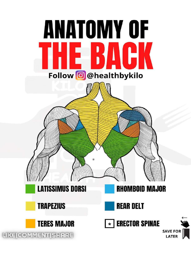 The Back | PDF
