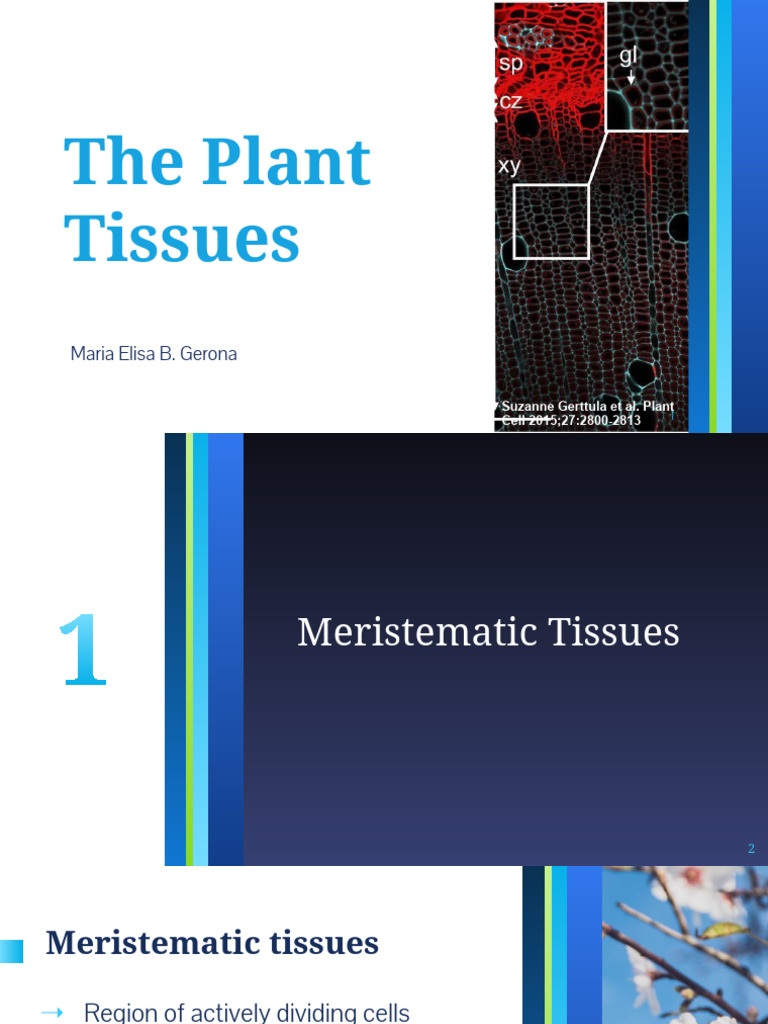 The Plant Tissues | PDF | Plant Stem | Tissue (Biology)