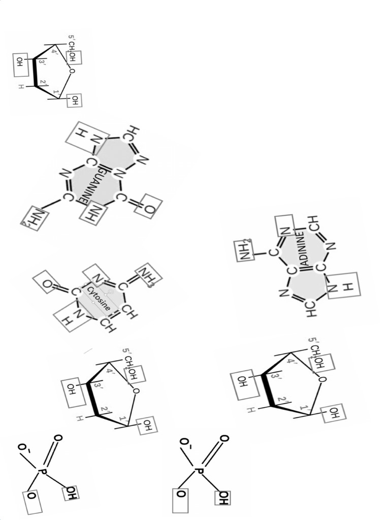 Biotech Template For DNA Structure | PDF