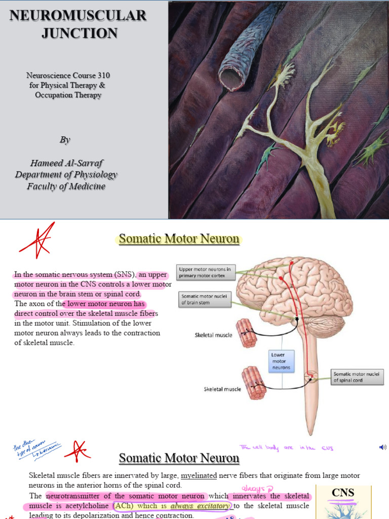 L4 NeuromuscularJunction | PDF | Muscle Contraction | Neuromuscular ...
