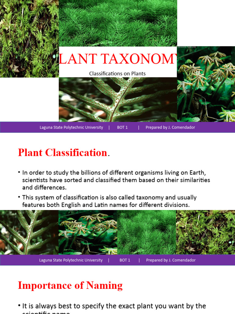 Plant Classification | PDF | Fruit | Flowers