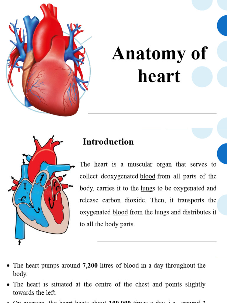 Anatomy of Heart Word 3 | PDF | Heart | Coronary Circulation