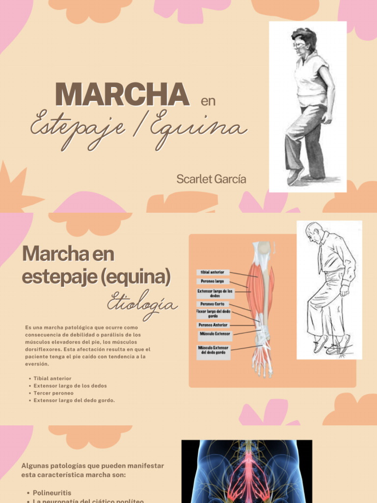 Marcha en Estepaje (Equina) | PDF