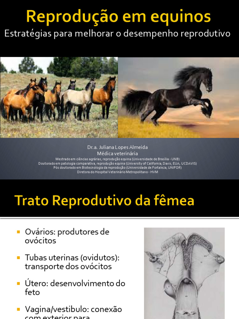 Reprodução-em-equinos-manejo | PDF | Gravidez | Cavalos