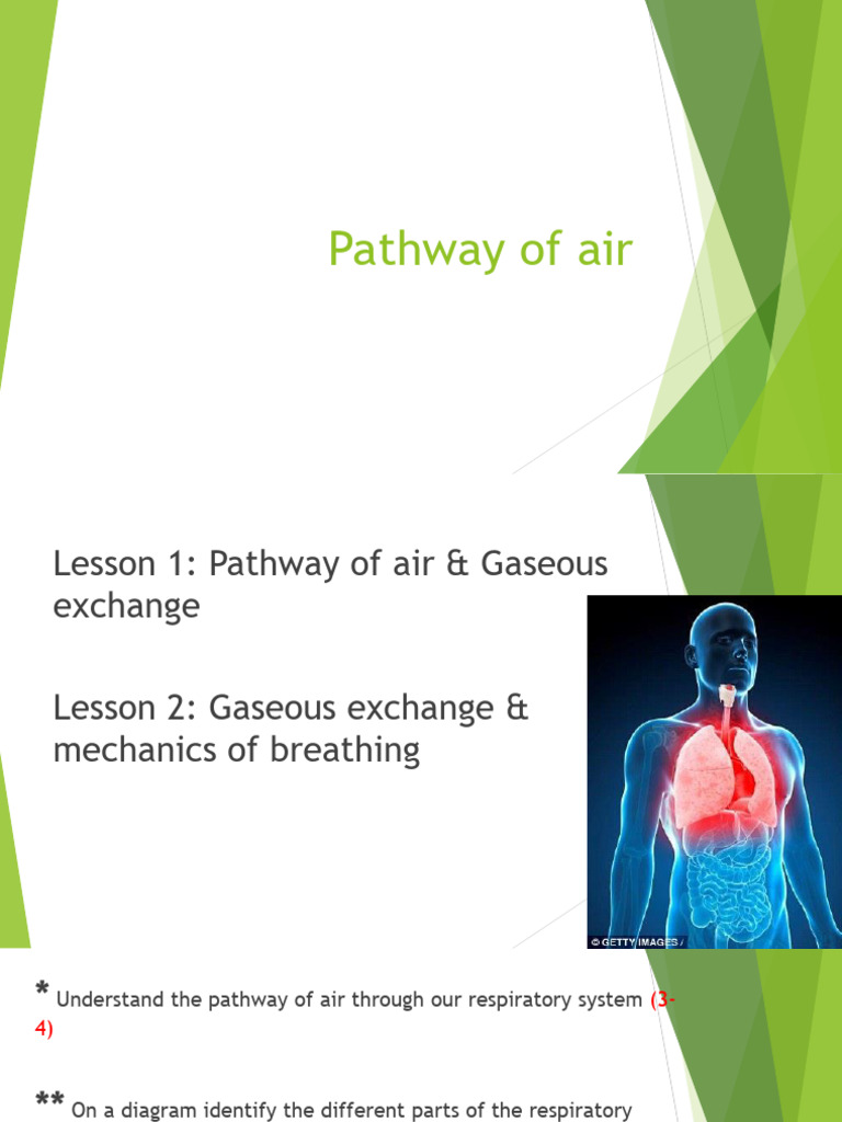 Pathway of Air | PDF