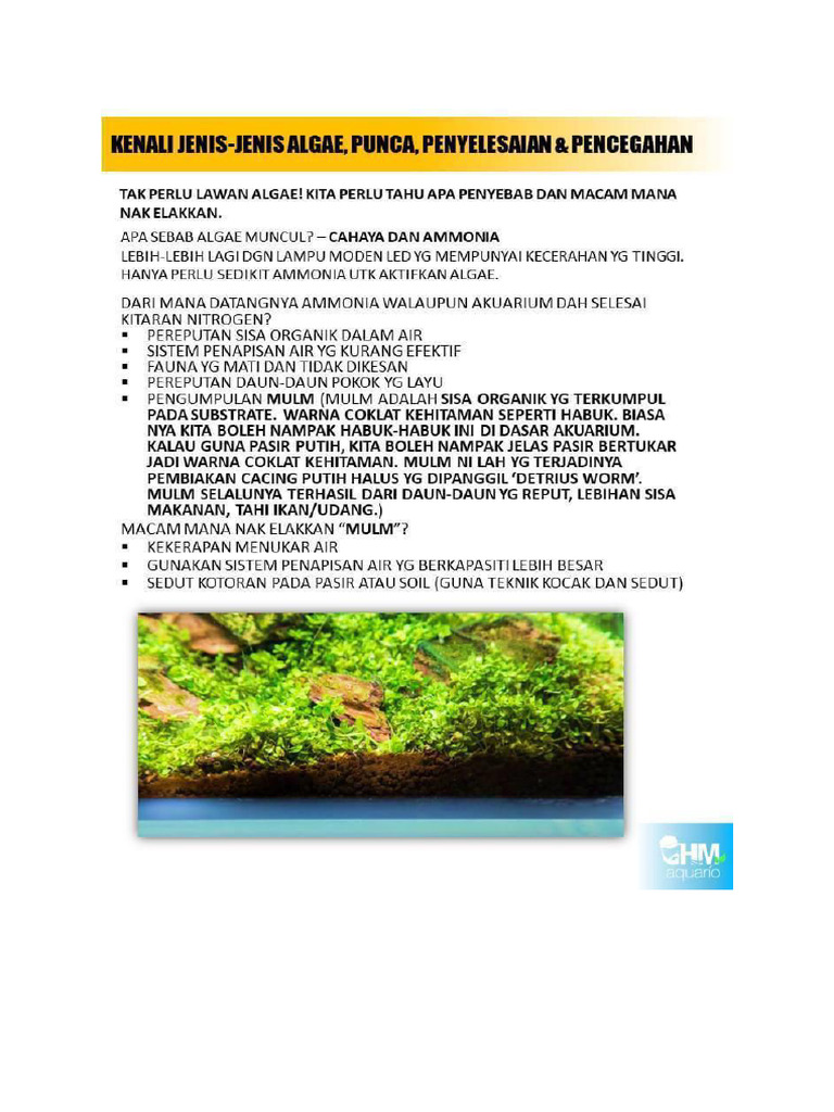 Jenis-Jenis Algae | PDF