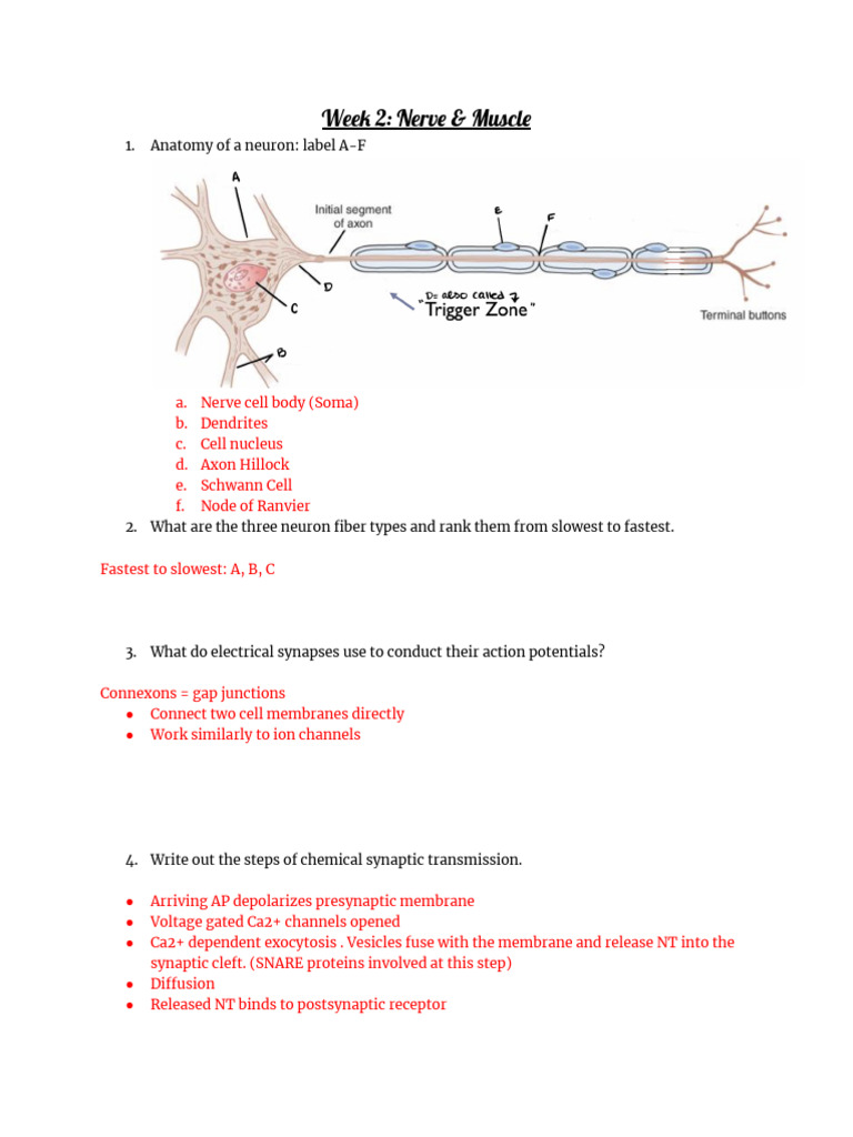 Worksheet week 2 ANSWERS | PDF