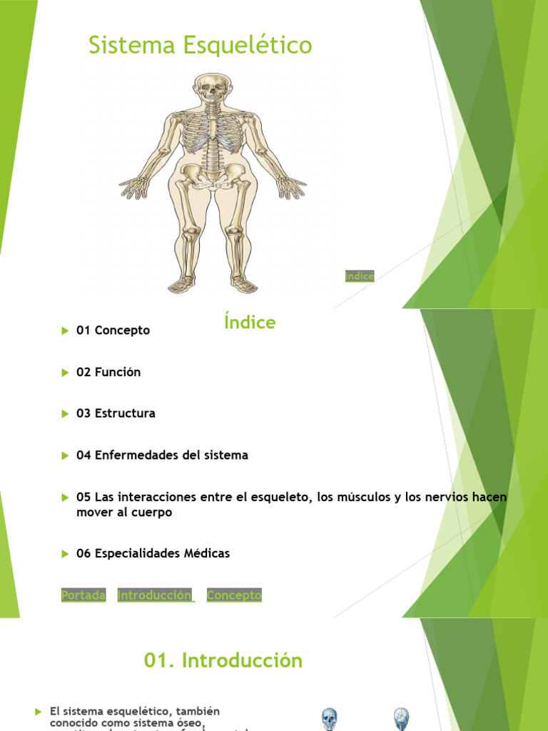 Sistema Esquelético Pdf Articulación Hueso