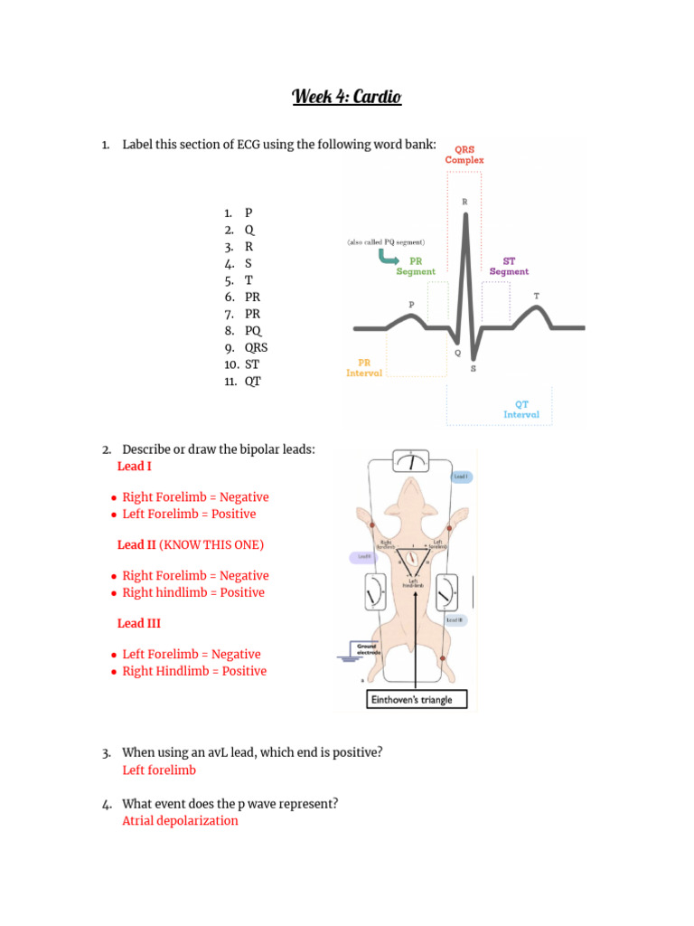 Worksheet Week 4 ANSWERS | PDF