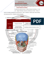 Forames Do Crânio | PDF | Neuroanatomia | Anatomia humana