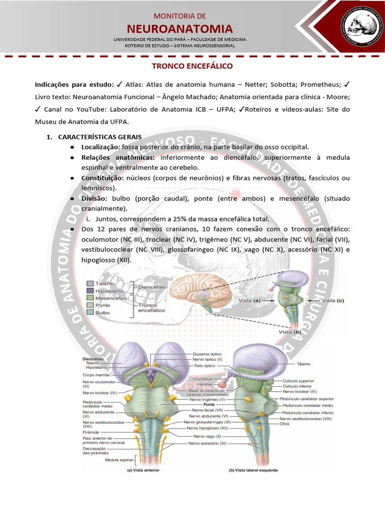 Roteiro Neuro 4 - Tronco Encefálico | PDF | Anatomia humana | Cérebro