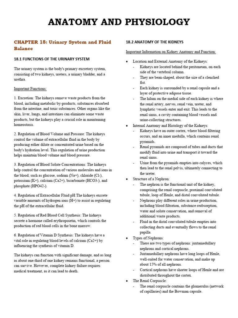 CHAPTER 18 ANAPHY Transes | PDF | Kidney | Urinary System