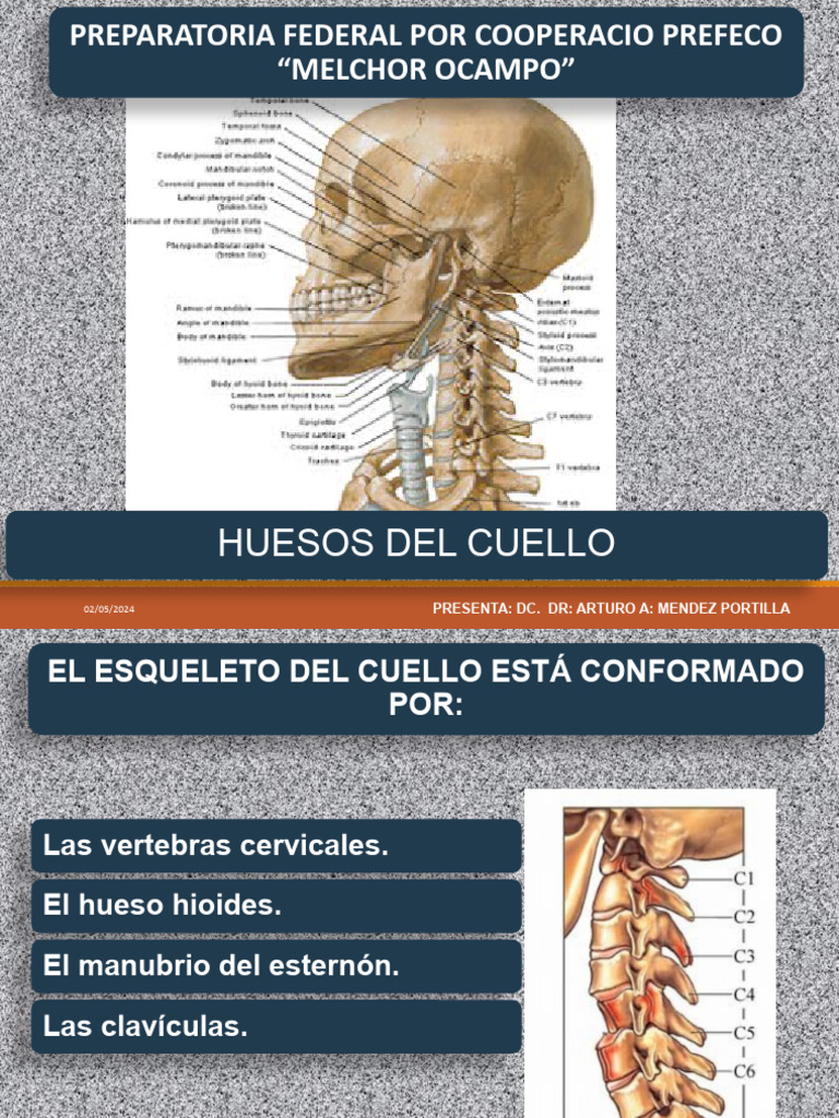 Huesos Del Cuello | PDF