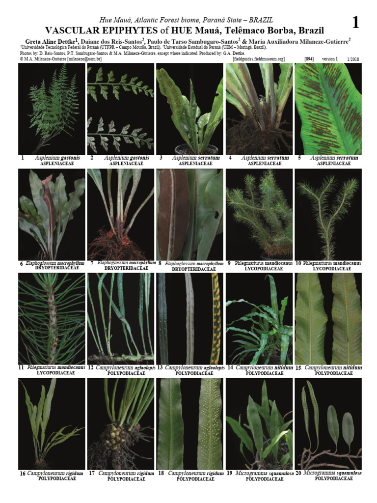 Guia Epífitas 2 | PDF | Plants | Botany