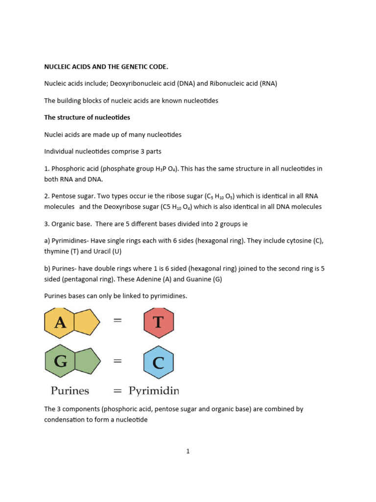 Nucleic Acids. | PDF | Genetic Code | Rna