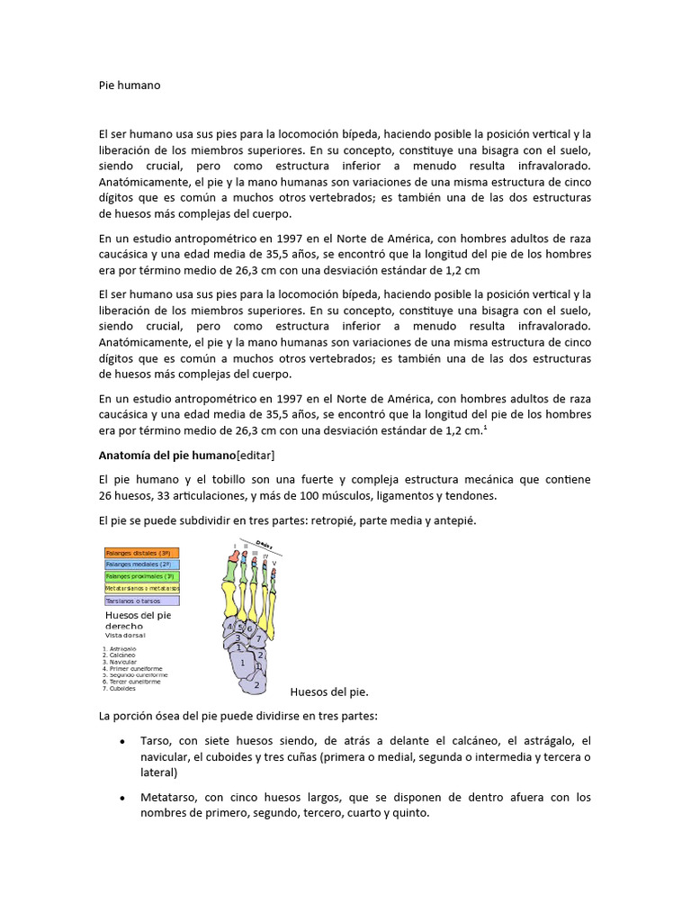Pie | PDF | Pie | Sistema musculoesquelético