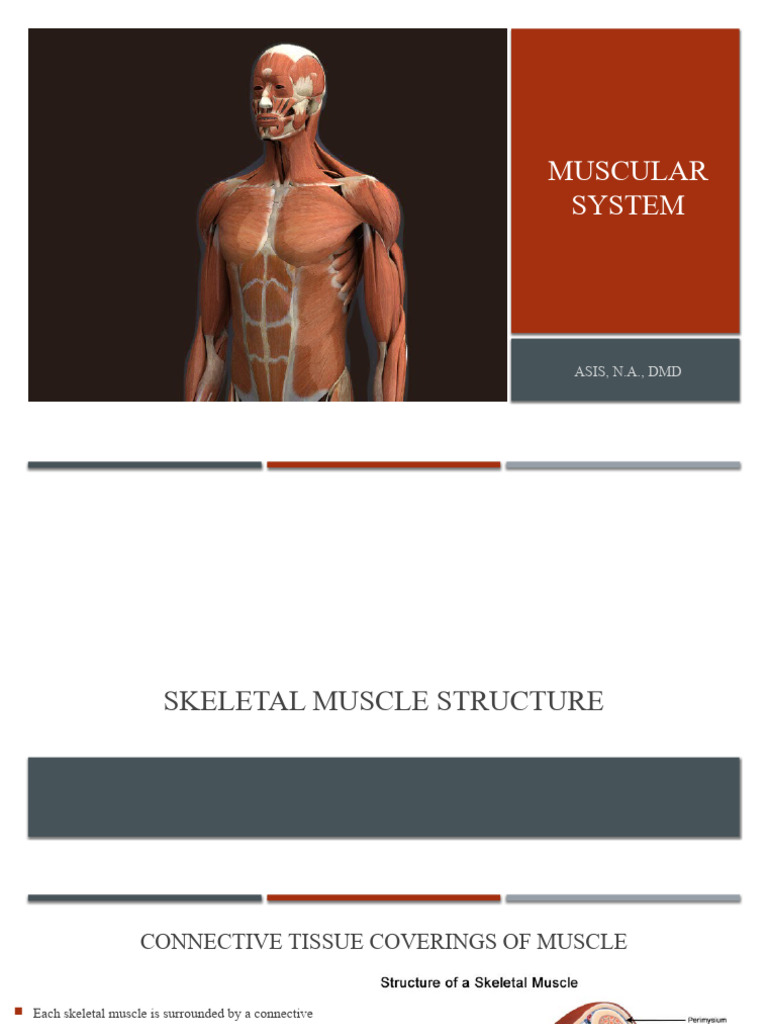 Muscular System - 2 | PDF | Human Leg | Muscle Contraction
