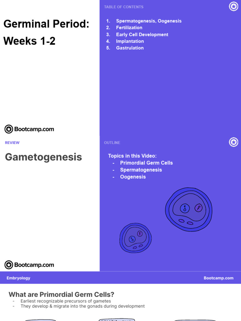 Unit 1 Final | PDF | Uterus | Meiosis