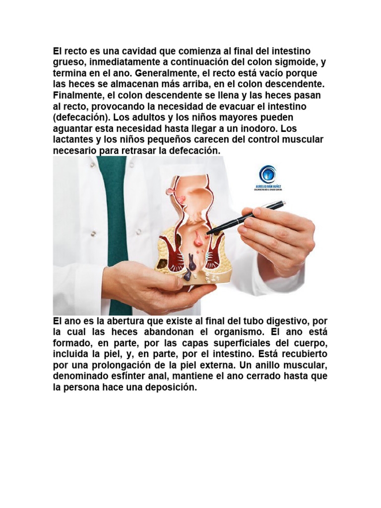Funciones del recto y el ano en la digestión | PDF