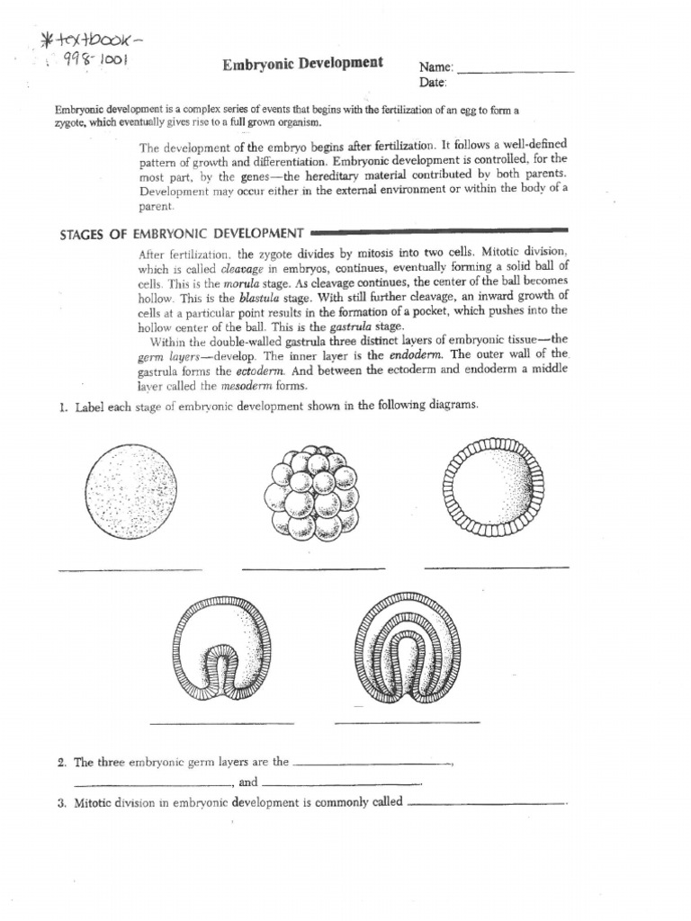 Early Embryo Development Worksheet | PDF